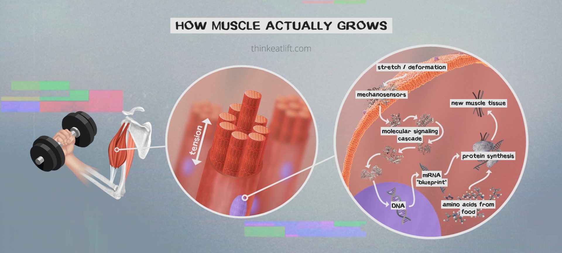 How To Build Your First 5 kg of Muscle | Detailed Guide – Think Eat Lift